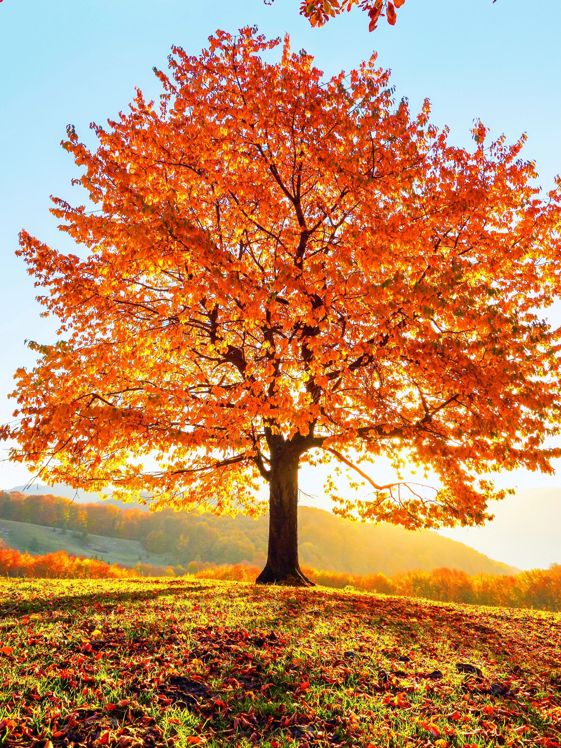 Contact | Red Oak Commodities